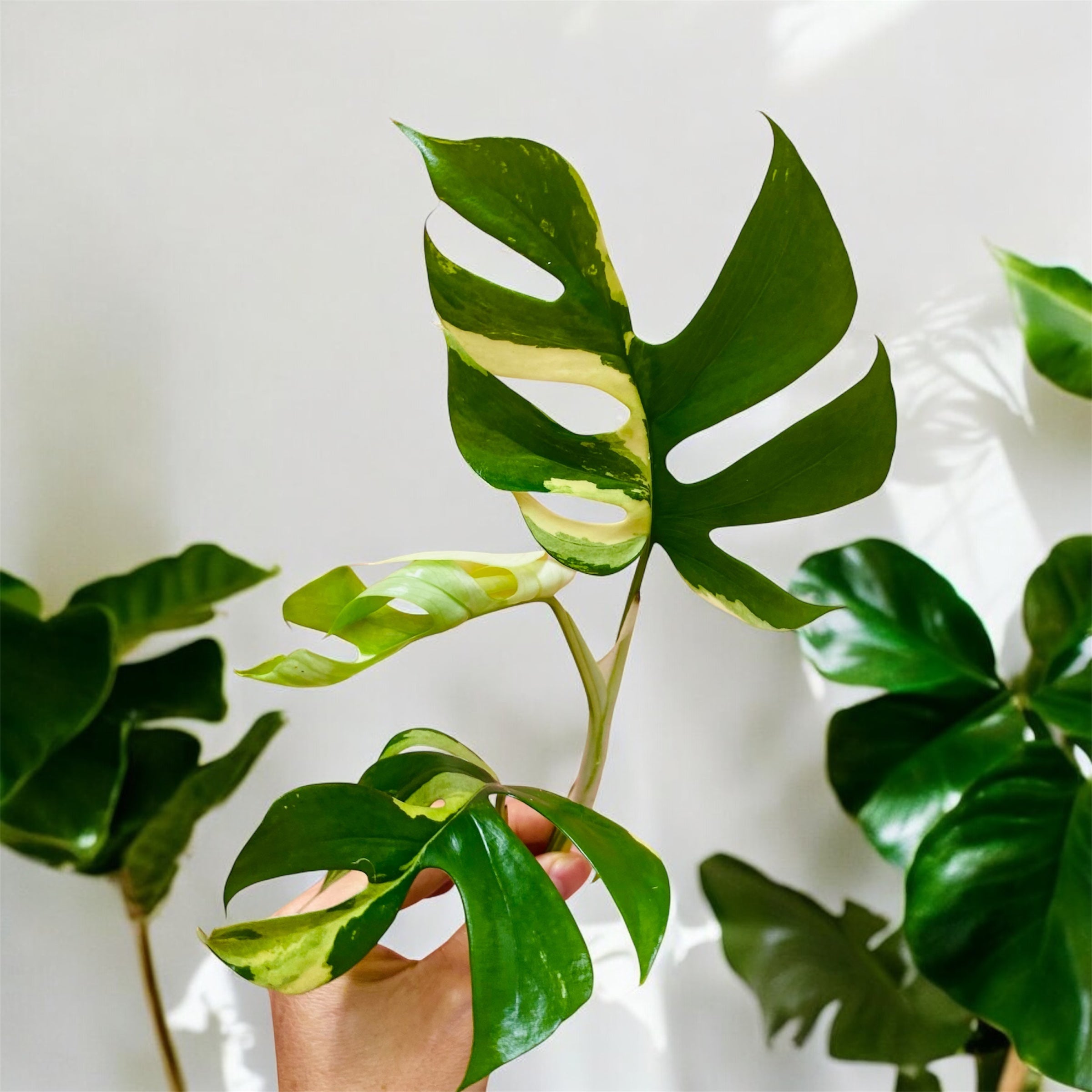 Stiklinger: Dyrk Dine Egne Tropiske Planter Hjemme – Monsteras Lover